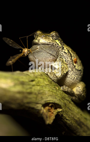 La rainette versicolore (Hyla versicolor), homme appelant pour attirer ...