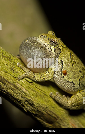 La rainette versicolore (Hyla versicolor), homme appelant pour attirer ...