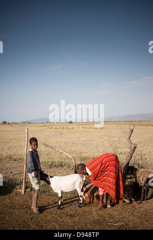 L'élevage de chèvres de la famille Massaï au Kenya Photo Stock - Alamy
