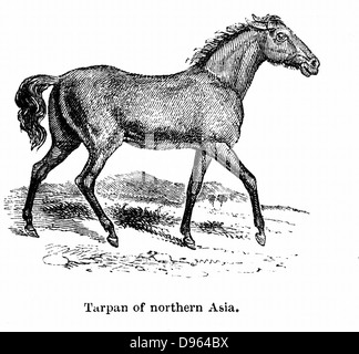 Tarpan, cheval sauvage de la Préhistoire qui a disparu à la fin des ...