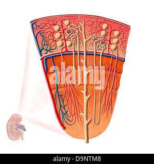 Anatomie d'un rein humain, la section en coupe. Indiquées sont l'artère ...