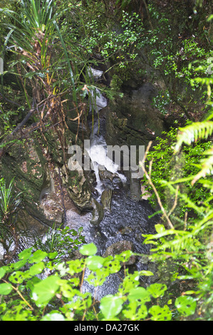 Dh Nouvelle-zélande WAITOMO river gorge Rainforest Photo Stock - Alamy