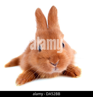 Jeune lapin fauve de Bourgogne in front of white background Photo Stock ...
