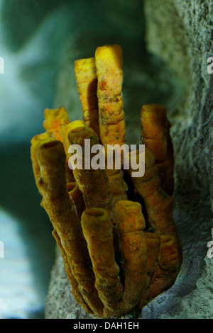 Tube jaune Aplysina fistularis (éponge) montre sa couleur vive même en ...