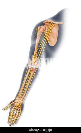 Nerf DU BRAS, dessin Photo Stock - Alamy