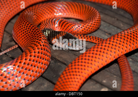 Orange et noir serpent Calico - petolarius Oxyrhopus Photo Stock - Alamy