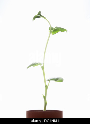 Studio shot of young fève plante en pot en terre cuite Photo Stock - Alamy