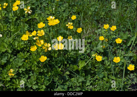 Plante, fleur, la renoncule rampante, Ranunculus repens, de petites ...