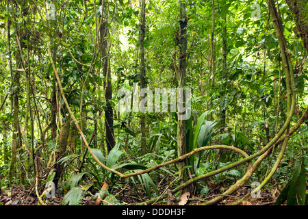 Les lianes serpentant à travers la forêt tropicale en Amazonie ...