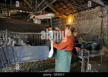 Le gavage des canards domestiques, Martin Neuf ferme, Larresingle ...