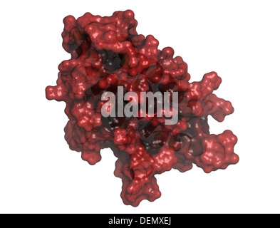 L'érythropoïétine (EPO humaine, l'époétine) protéine hormone. Stimule ...