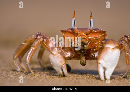 Le crabe fantôme Ocypode sp Afrique Madagascar adultes Photo Stock - Alamy