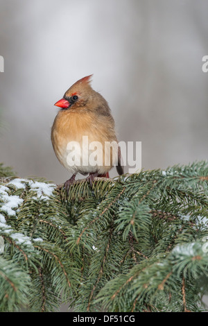 Le Cardinal rouge femelle en Sapin Photo Stock - Alamy
