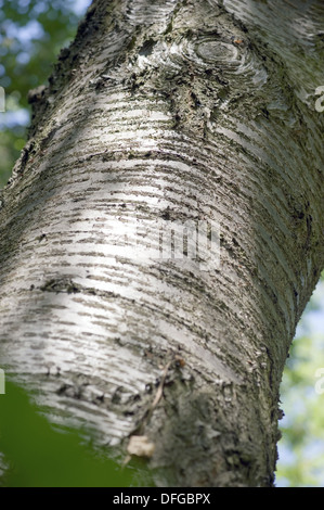 L'écorce de Prunus avium merisier Kent UK printemps Photo Stock - Alamy