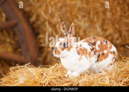 Lapin nain Rex, tricolore dalmatien Photo Stock - Alamy