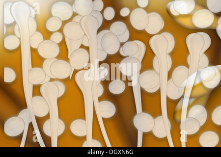 Les cellules de levure, les spores fongiques, illustration Photo Stock ...