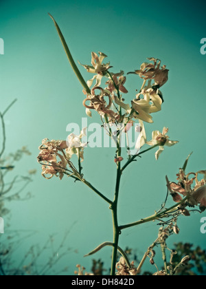 Fleurs de l'arbre Moringa Moringa oleifera, syn. M. pterygosperma F ...