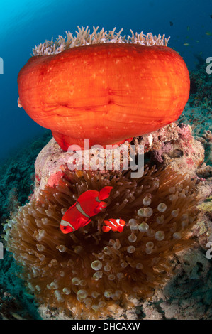 Une PAIRE DE COLONNE VERTÉBRALE JOUE Premnas biaculeatus poisson clown ...