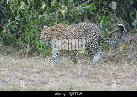 Panthère ou léopard, Panthera pardus marcher dans la nature sur le ...