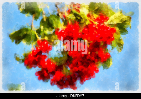 Viburnum opulus boule rouge ou Vibúrnum ópulus d'Amérique latine (arbre ...