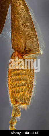 De microscope d'une abeille, Apis mellifera, vue dorsale Photo Stock ...