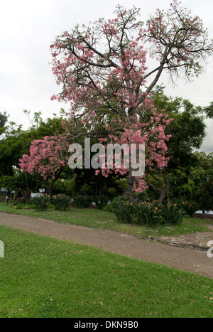 Arbre à fleurs rouges à Madère Photo Stock - Alamy