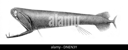 Malacosteus Niger est une espèce de poissons d'eau profonde connue pour ...