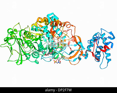 Biofilm bactérien enzyme. Le modèle moléculaire de l'enzyme glucansucrase à partir de la ...