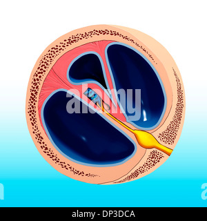 Anatomie de la cochlée de l'oreille humaine Photo Stock - Alamy