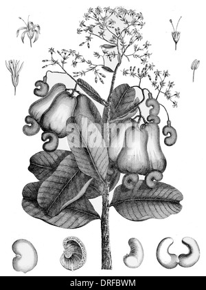 Anacardier ou arbre de noix de cajou, Anacardium occidentale, l ...