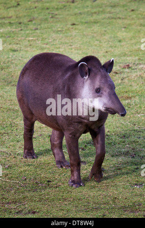 Le Tapir sud-américain, le Tapir brésilien ou le Tapir des basses ...
