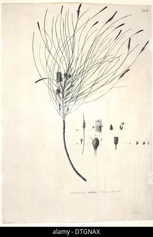 Plage elle-chêne (Casuarina equisetifolia). Illustration à partir de l ...
