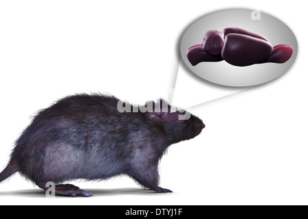 L'anatomie du cerveau de rat Photo Stock - Alamy