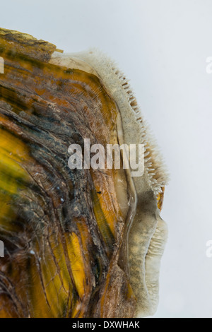 Étang chinoise Sinanodonta woodiana (Moules), grand moule d'eau douce ...