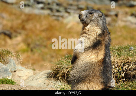 Rongeurs de la Marmotte La Marmotte des Alpes Marmota Mankei gopher ...