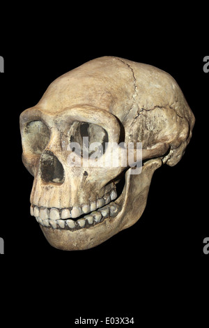 Crâne Homo spécimens. Combustibles exprimés les reconstitutions des ...
