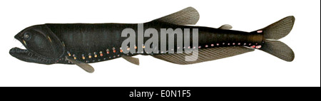 Gonostoma elongatum est une espèce de poissons d'eau profonde que l'on ...