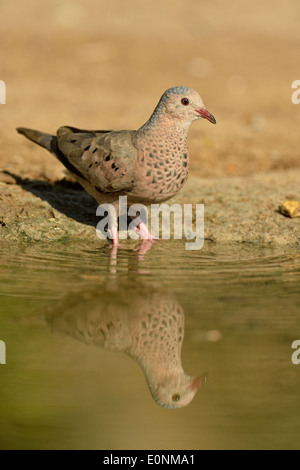 Gros plan d'une colombe de sol commune (columbina passerina) regardant ...