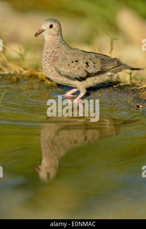 Gros plan d'une colombe de sol commune (columbina passerina) regardant ...