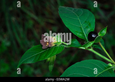 La belladone (Atropa belladonna) fruits, famille des Solanacées ...
