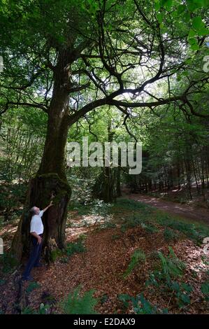 France, Morbihan, Brocéliande, hêtre de Ponthus Photo Stock - Alamy