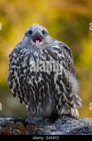 Le Faucon gerfaut (Falco rusticolus), Islande juvéniles Photo Stock - Alamy