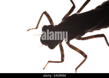 Peur et peur phobie des insectes les larves de libellules contours ...
