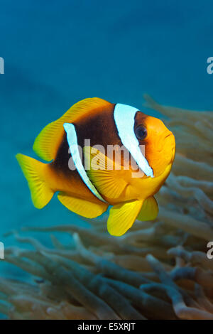 Poisson Clown à deux bandes ou la mer Rouge poissons clowns (Amphiprion ...