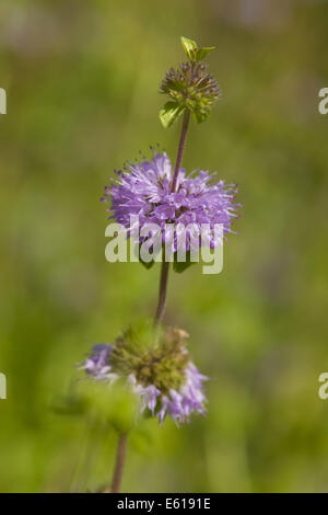 La Menthe pouliot ou Mentha pulegium, herbes, plante médicinale dans ...