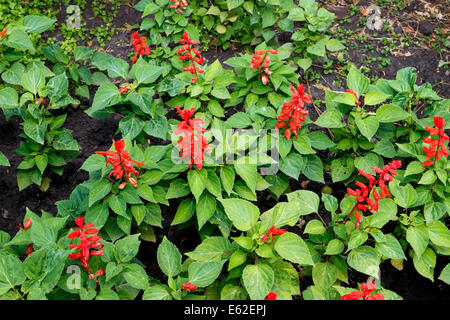 La Salvia. Salvia splendens en fleurs fleur rouge isolé sur fond blanc ...