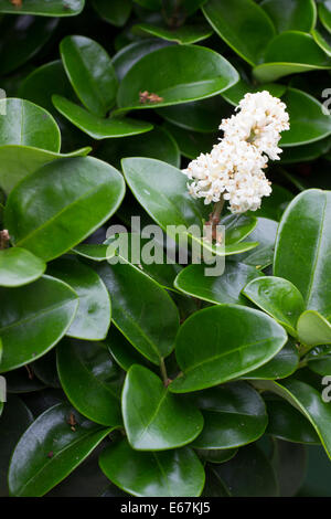 Feuillage et fleurs de la Japanese troène, Ligustrum japonicum ...