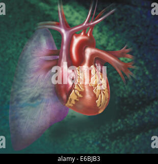 La circulation pulmonaire du cœur humain et du poumon Photo Stock - Alamy