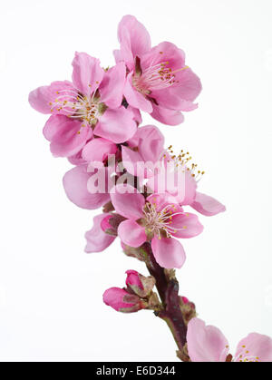 Le nectarinier (Prunus persica var. nucipersica 'Nectared 6', Prunus ...