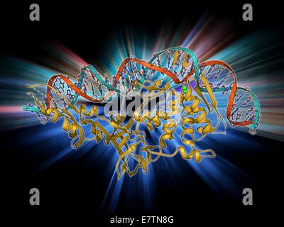 L'enzyme de restriction et de l'ADN. Le modèle moléculaire montrant une endonucléase EcoRI ...